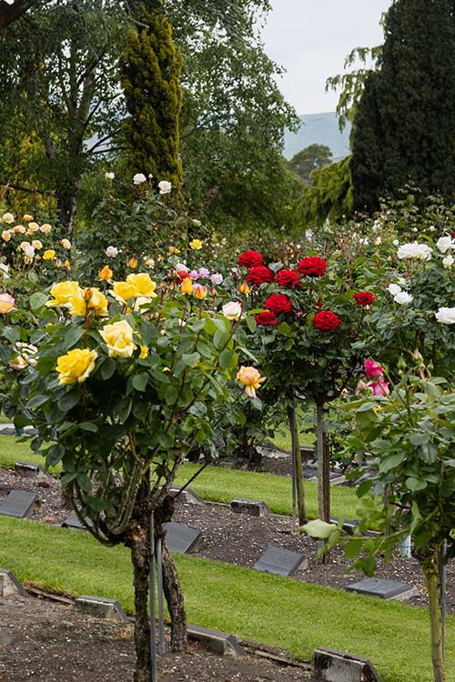 Individual Rose – Canterbury Memorial Gardens & Crematorium, Linwood ...